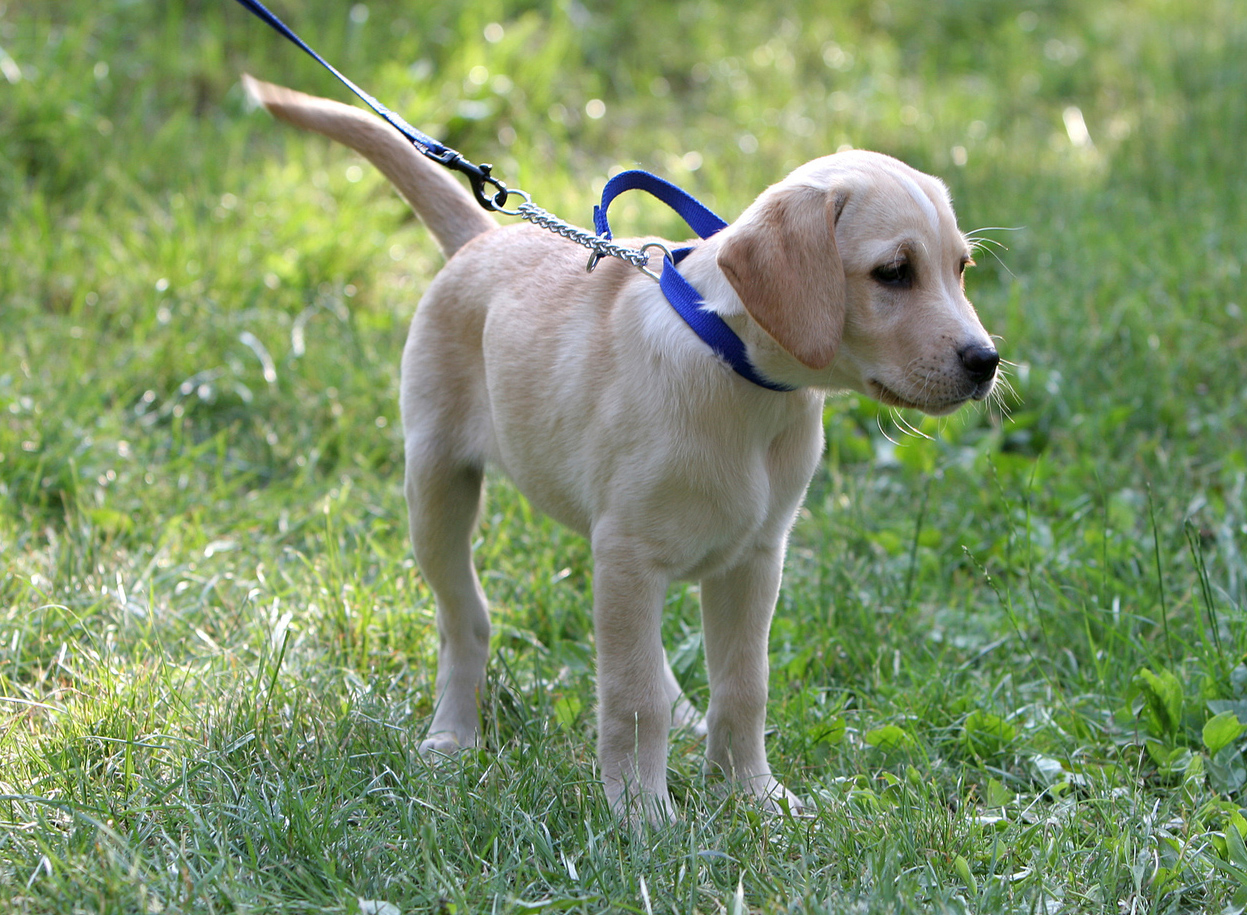 Labrador Pulling? K9 Bridle Can Help With Tips & Advice